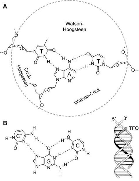 Structure Of Dna Triplex A T×at Base Triad With Watson Crick