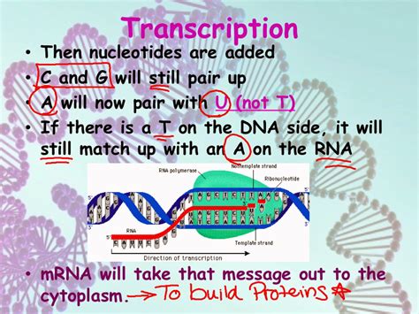 Transcription Biology Wikipedia