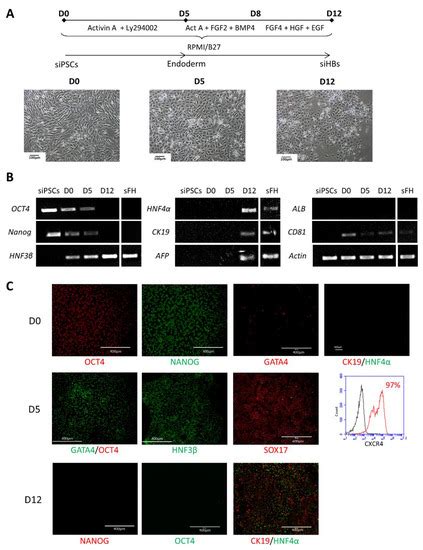 Ijms Free Full Text Successful Derivation Of Hepatoblasts