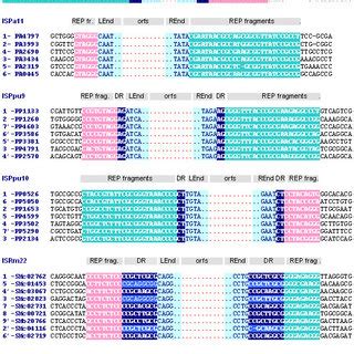 PDF Bacterial Repetitive Extragenic Palindromic Sequences Are DNA Targets For Insertion