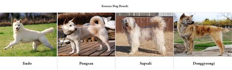 Korean Mastiff