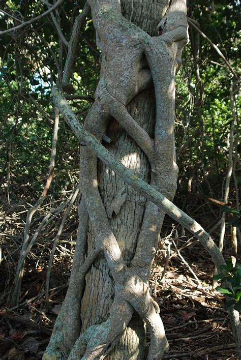 strangler fig florida hikes