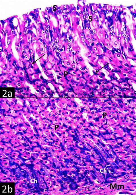 A Photomicrograph Of A Section In The Fundic Mucosa Of A Control Rat