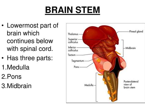Brainstem Function
