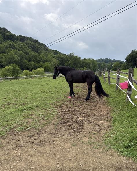 Fox Run Equine Center Thrush In Horses Pododermatitis Brian S