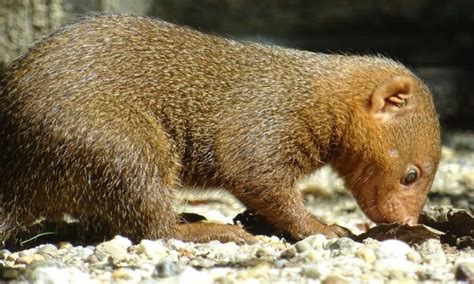 Video First Ever Dwarf Mongooses Born In Zagreb Croatia Week
