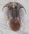 Trilobite - Wikipedia