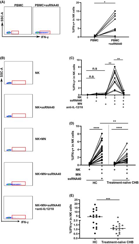 Ssrna40 A Tlr8 Agonist Assisted By Monocytes Enhanced Ifn‐γ