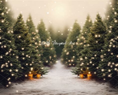 Christmas Tree Photography Landscape