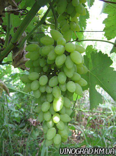Виноград Тимур | Сорт винограда Тимур | vinograd.cc