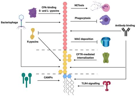 The Role Of Pseudomonas Aeruginosa Lipopolysaccharide In Bacterial