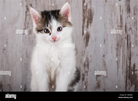 Horizontal Photo Of Few Weeks Old White Kitten Cat With Tabby Spots