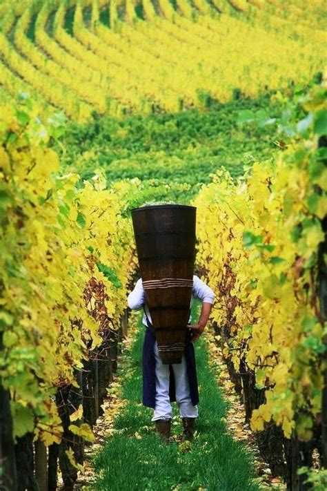 Виноград - ребенок Солнца и земли) | Alsace, Vignoble français, Route ...