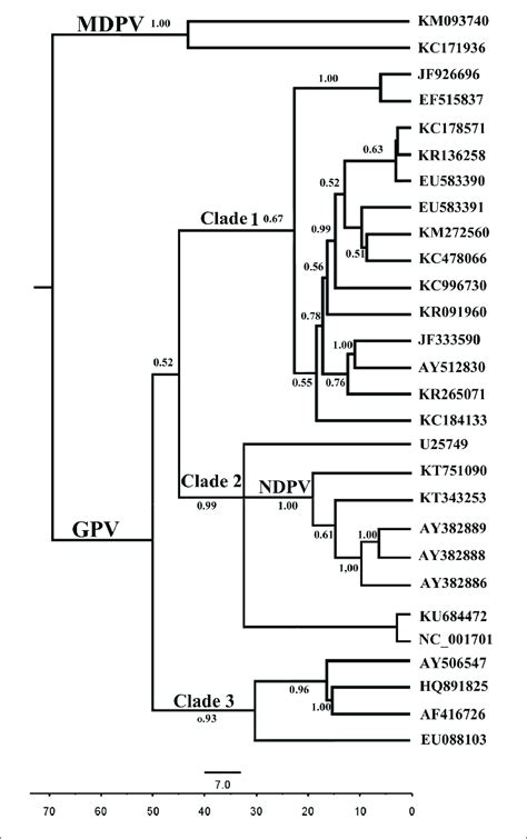 Bayesian Markov Chain Monte Carlo Tree Of The Waterfowl Parvovirus