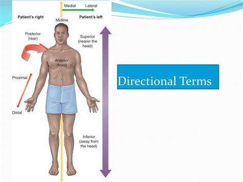 What Are Directional Terms In Anatomy At Mary Spurr Blog