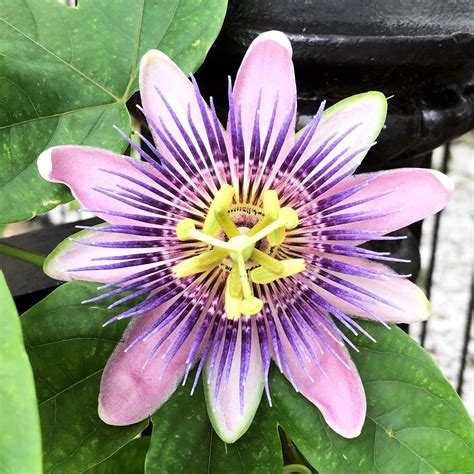 Wild Passion Flower Rgardening