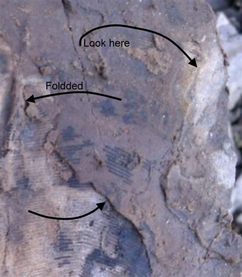 Carbonization Fossil Id The Fossil Forum