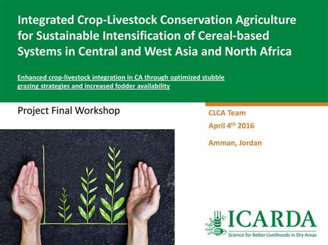 Integrated Crop Livestock Conservation Agriculture For Sustainable Intensification Of Cereal