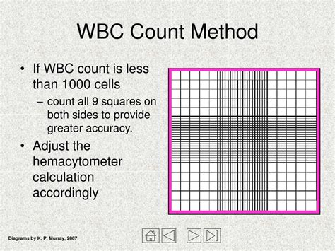 Wbc Count In Neubauer Chamber Calculation At Angelina Pavy Blog