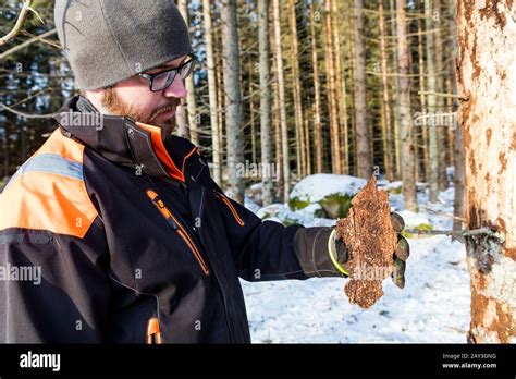Man Holding Tree Bark Stock Photo Alamy