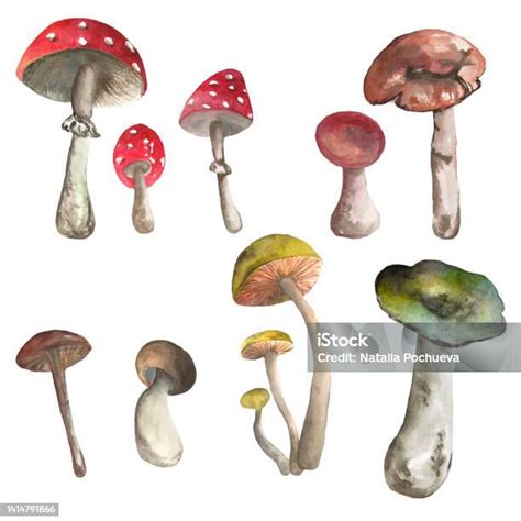 버섯 구성 수채화 그림 흰색 배경의 비트맵 이미지입니다 엽서 포스터 패턴에 사용할 수 있습니다 0명에 대한 스톡 벡터 아트 및 기타 이미지 Istock