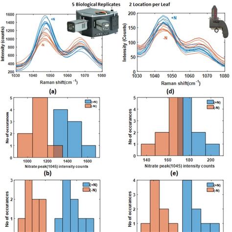 Raman Spectroscopic Analysis Of Leafy Vegetables Kailan Lettuce Choy