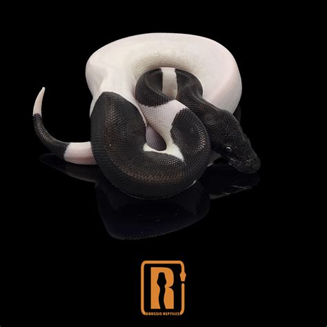 Pied Suma Archives Roussis Reptiles Reproducing Ball Python Morphs Since 1994