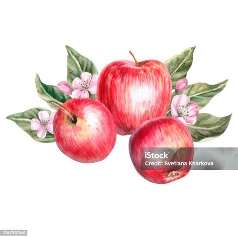 고립 된 수채화 그림에서 꽃과 잎을 가진 세 개의 사과의 구성 유기농 제품 디자인 포스터 패브릭 인쇄 포장 가을 수확 일러스트레이션을 위한 구성 0명에 대한 스톡 벡터 아트