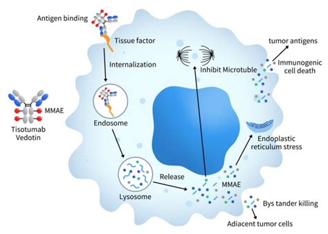 Nectin 4 A Promising Target In Antibody Drug Conjugate Adc Therapy Dima Biotechnology