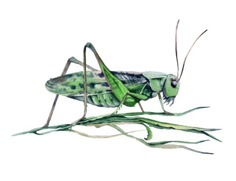 バッタ イラスト素材 Istock