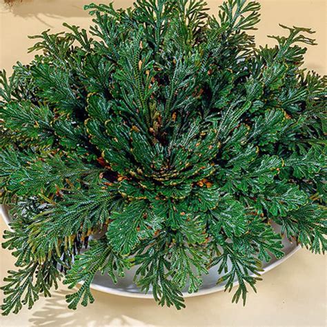 Large Rose Of Jericho Resurrection Plant Rosa De Jerico Etsy