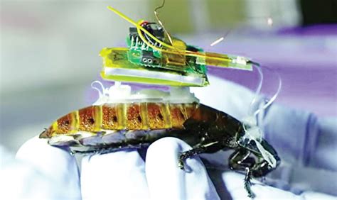 Would You Trust A Cyborg Cockroach To Save Your Life