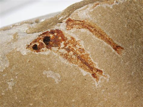 Fossil Squid The Natural Canvas