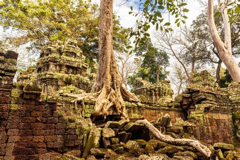 Roots Of A Giant Tree Growing Over The Ancient Ruins Of Ta Prohm Temple
