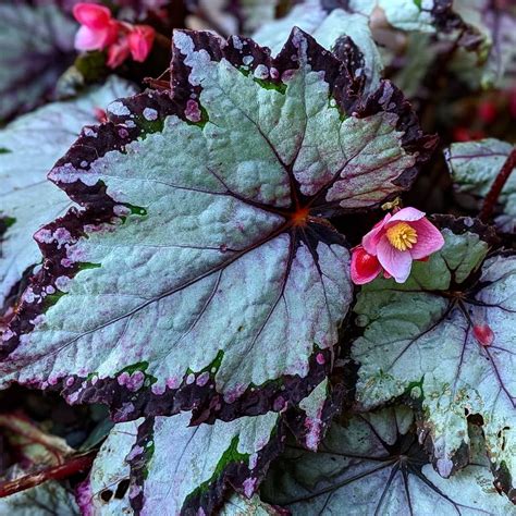 Rex Begonia Leaves Dying How To Propagate Begonias From Leaf Cuttings