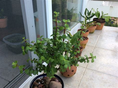 The Curious Case Of This P Afra