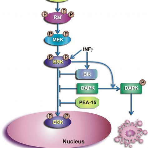 Pdf How Erk12 Activation Controls Cell Proliferation And Cell Death