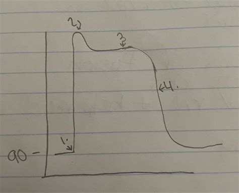 Contractile Cell Action Potential Flashcards Quizlet