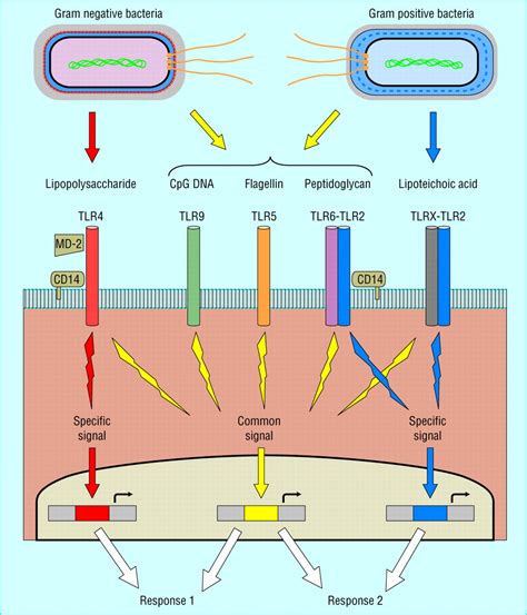 Sepsis Pathophysiology And Clinical Management The Bmj