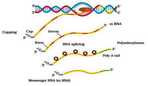Mindmap Molecular Basis Of Inheritance Biology Class 12 NEET PDF