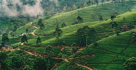 Nanu Oya Waterfall Has Picturesque Spots Nearby That You Cannot Miss