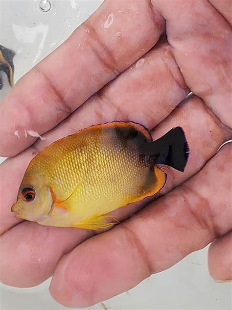 Bali Aquarichs Smokey Lemonpeel Angels Coral Magazine