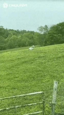 Hitting All My Spots With That G Spot Vibrator And That BWC For DP DAP OC Scrolller