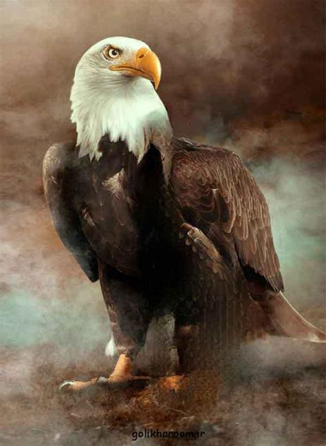 عکس عقاب برای پروفایل 2024 15 مدل بسیار خفن و متفاوت با چشمانی ترسناک