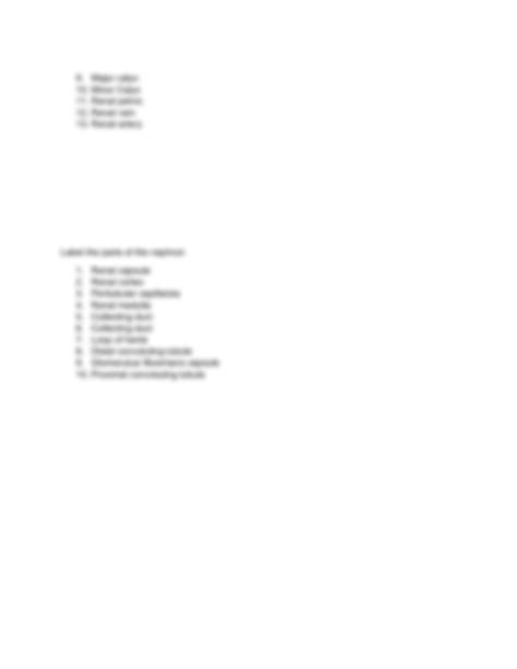 SOLUTION Vertebrate Anatomy Urogenital Excretory System And Reproductive System Lab Report