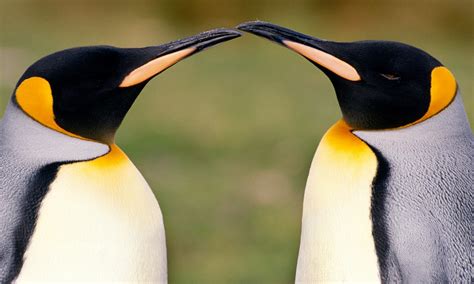 Male Mammals Don T Stay Monogamous To Produce Fitter Offspring They Do It For Love And To