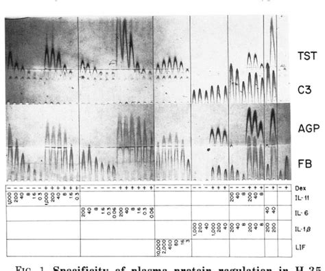 Figure 1 From Interleukin 11 Regulates The Hepatic Expression Of The