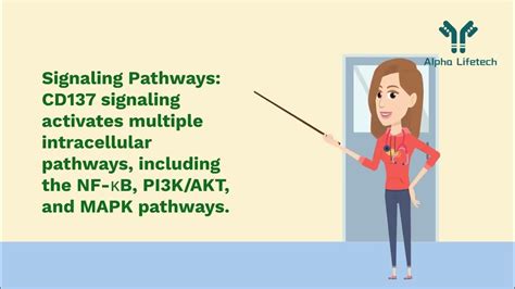 Cd137 Tnfrsf9 41bb Target Alpha Lifetech Youtube