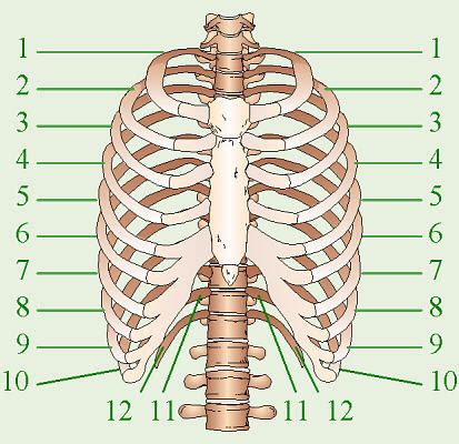 Xray Tech Chest Flashcards Quizlet