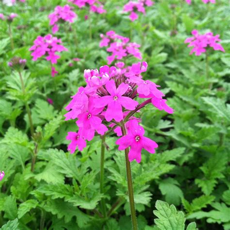 Verbena Canadensis